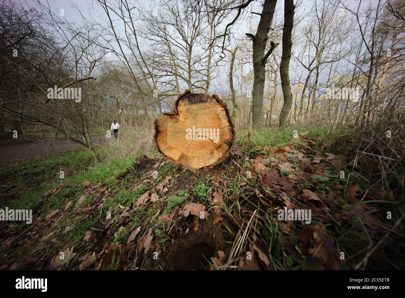 Old tree wood in forest in Germany Stock Photo - Alamy