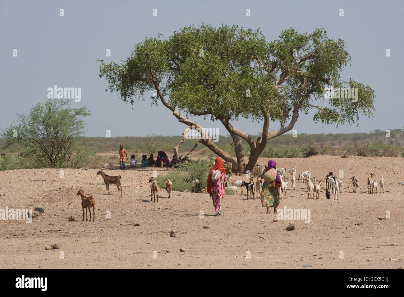 Goat herding, near Gewana, Afar Region, Ethiopia Stock Photo - Alamy