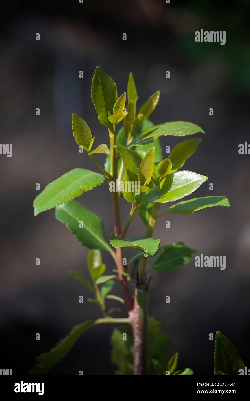 Khat plant hi-res stock photography and images - Alamy