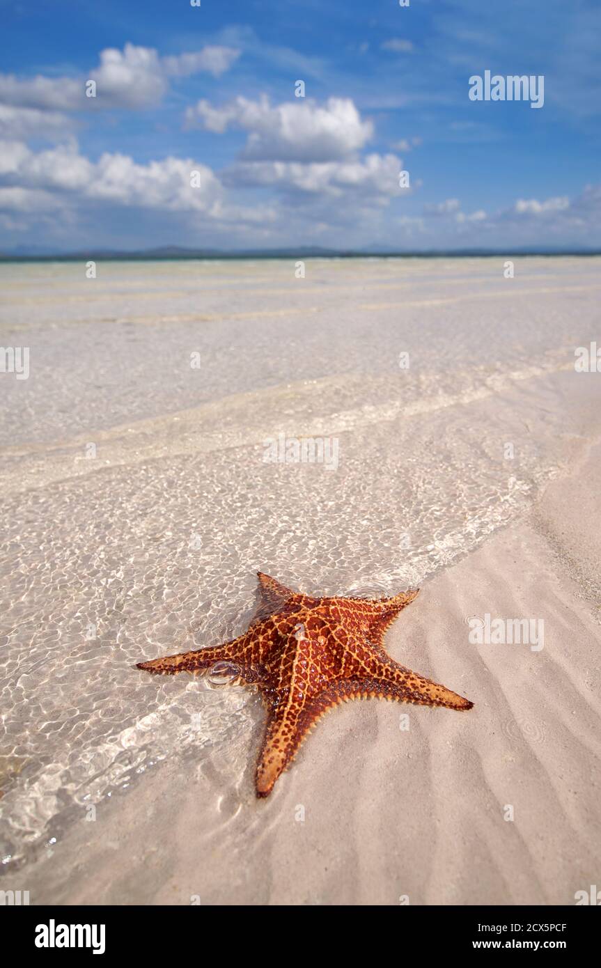 Starfish on the shore of beach, near Cayo Jutias, Cuba Stock Photo - Alamy