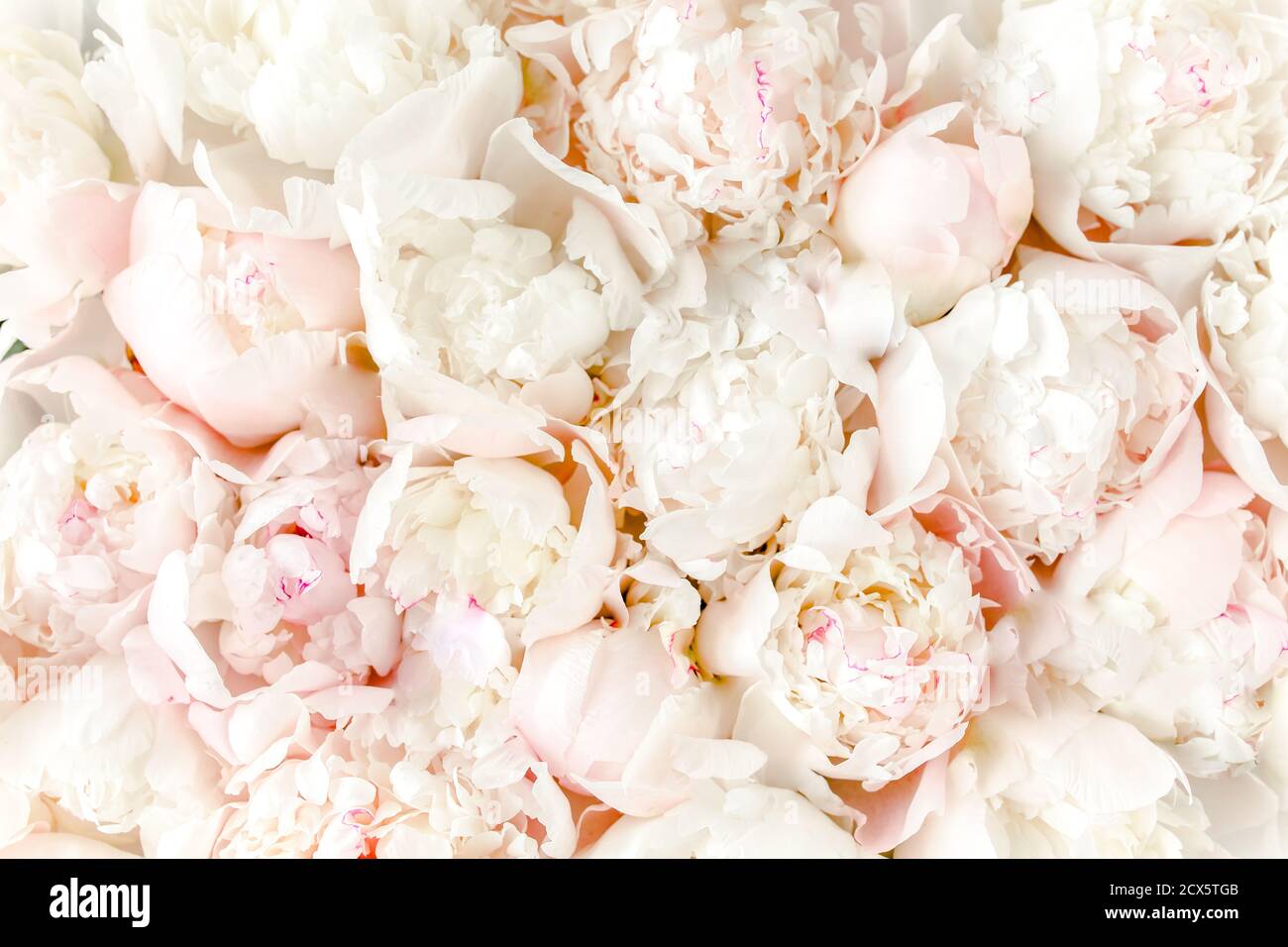 Bouquet of a lot of peonies of pink color close up. Flat lay, top view ...
