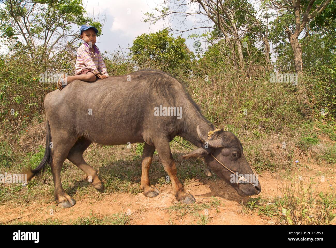 Burmese boy riding on a water buffalo en route to Pindaya, near Kalaw ...