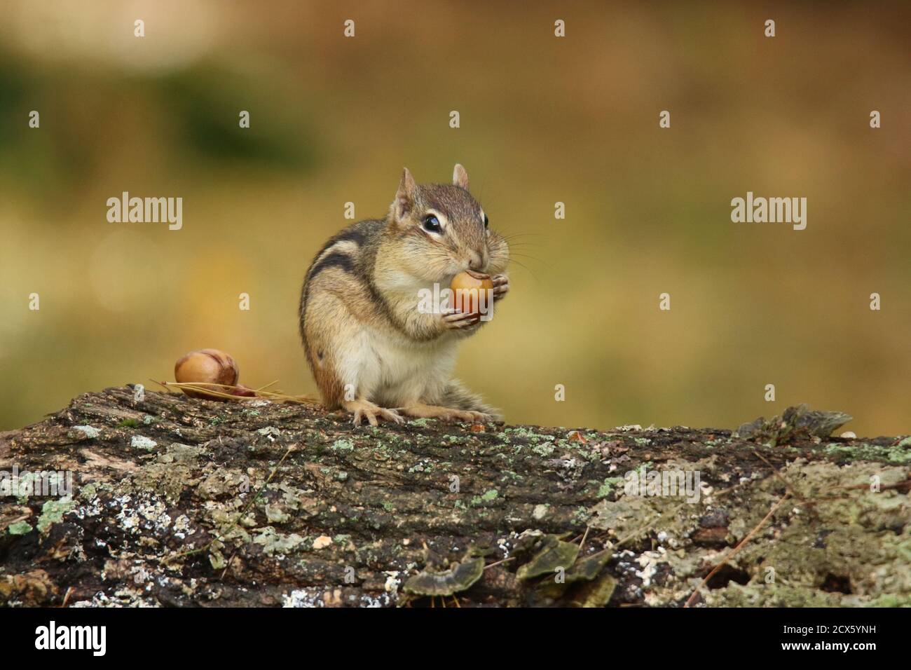 Chipmunk Acorn High Resolution Stock Photography and Images - Alamy