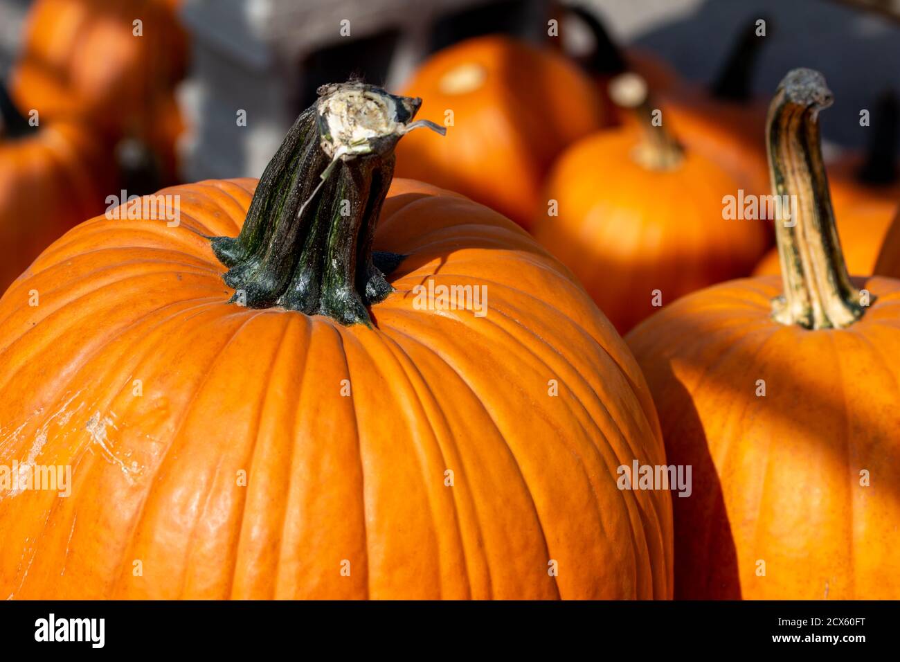 Close up texture view of freshly harvested large orange Jack O' Lantern ...