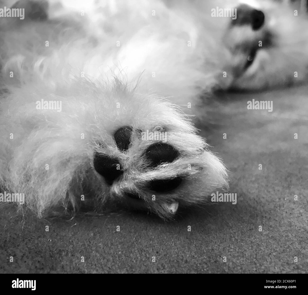 Cute pomeranian Black and White Stock Photos & Images - Alamy
