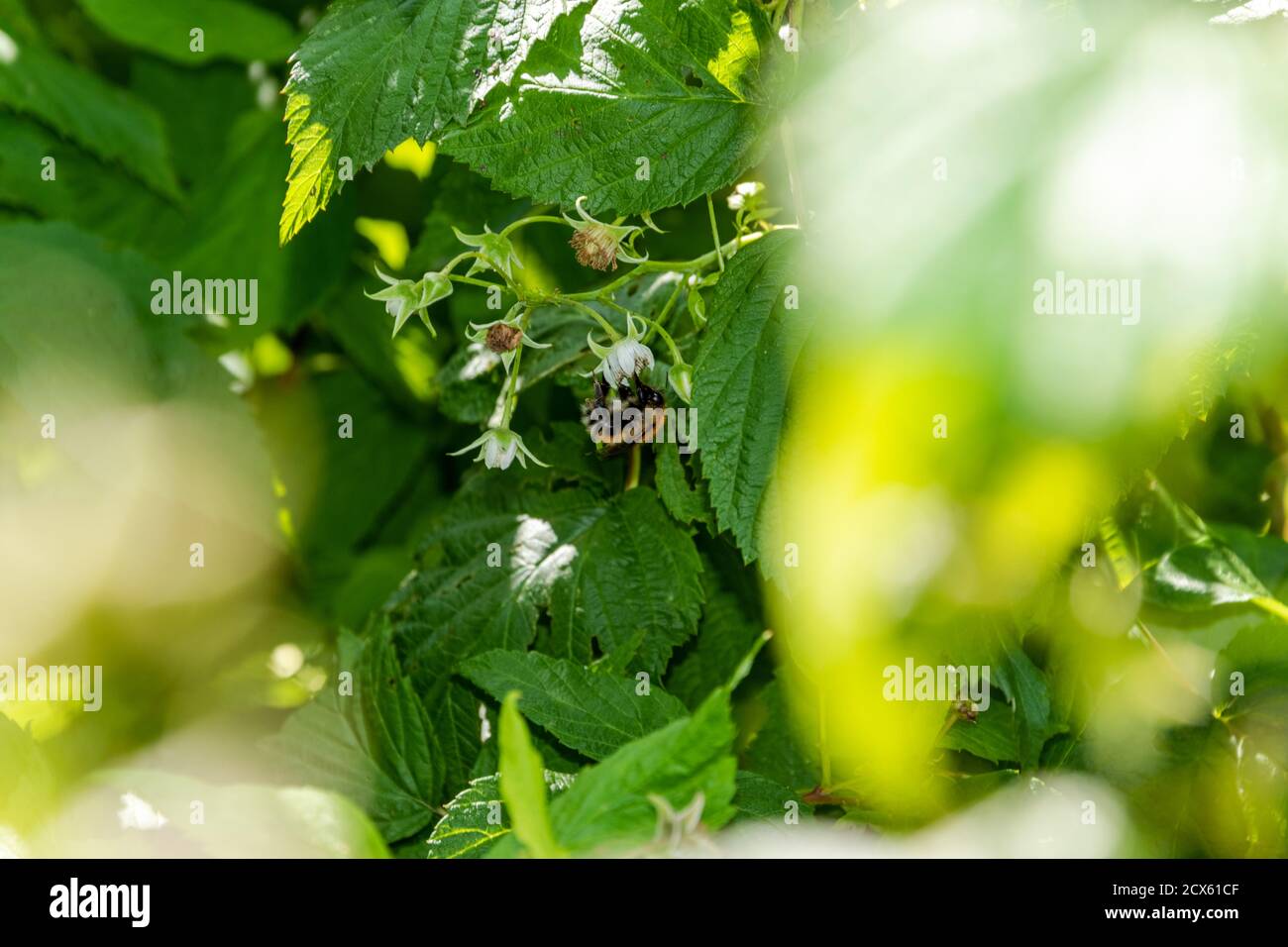 Bee is searching and collecting nectar. Insect is sitting on the ...