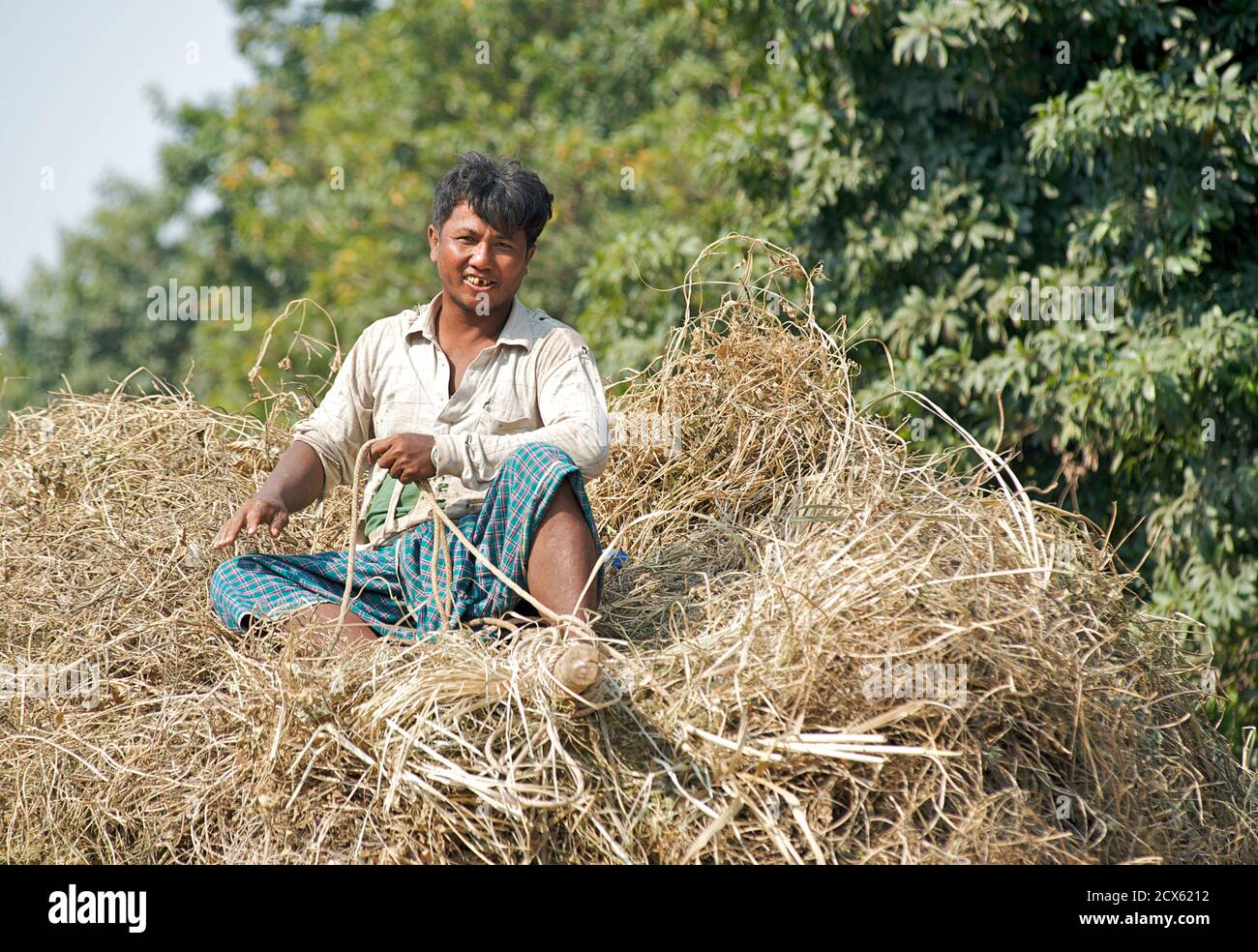 Burmese framer transporting a load of grass by cart, Mandalay - en ...