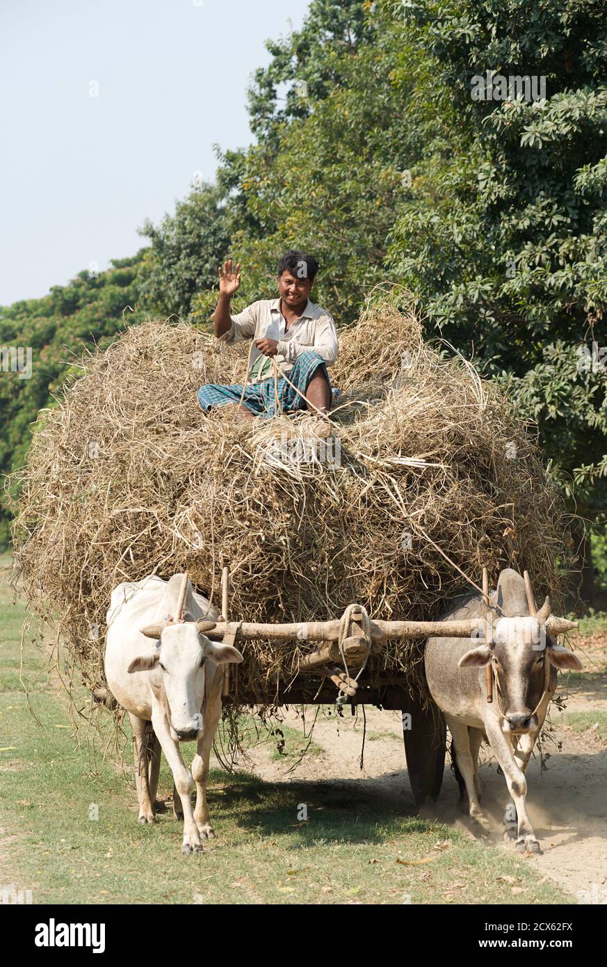 Burmese framer transporting a load of grass by cart, Mandalay - en ...