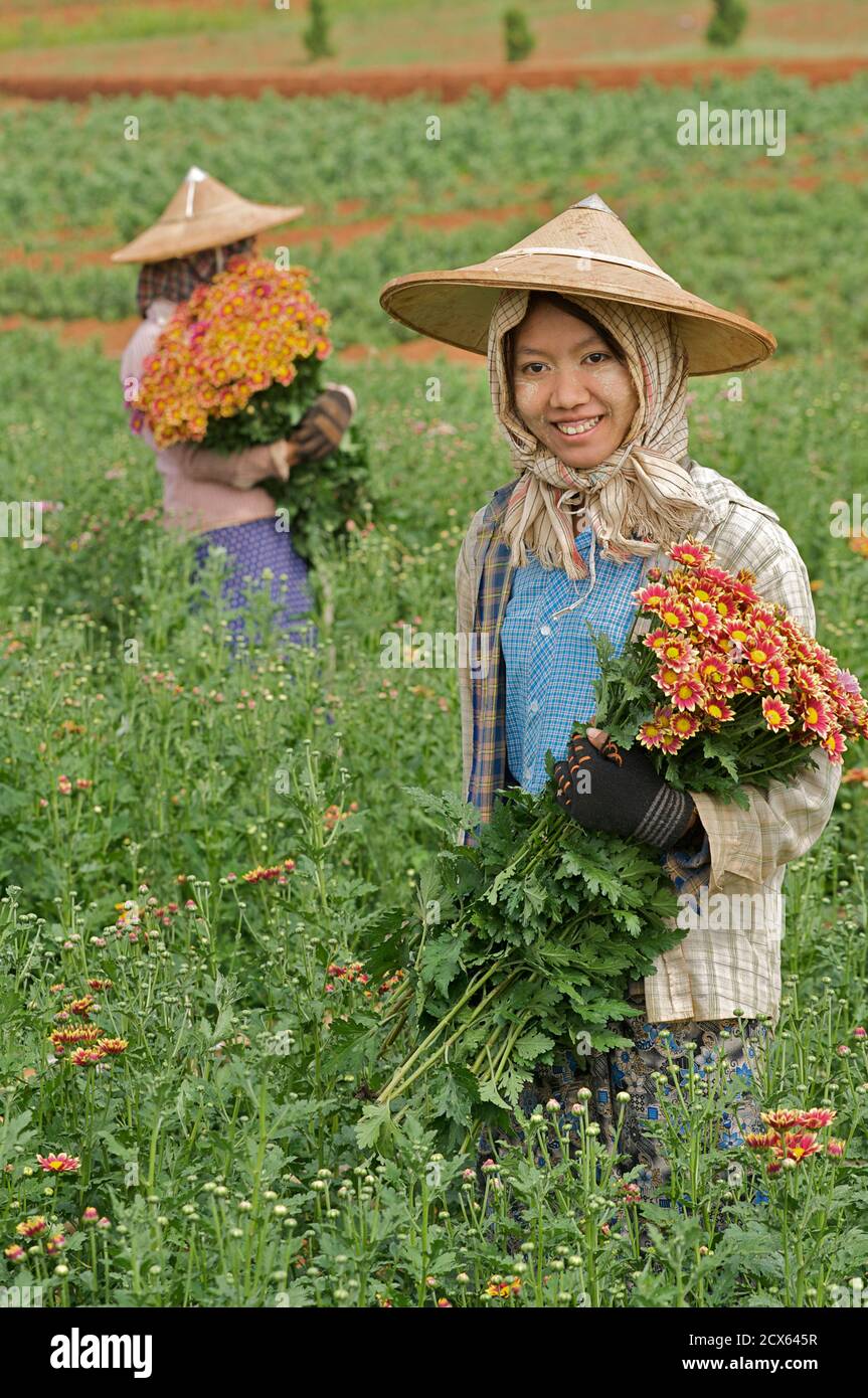 Burmese flower pickers, Pyin Oo Lwin. Maymyo, near Mandalay, Burma ...