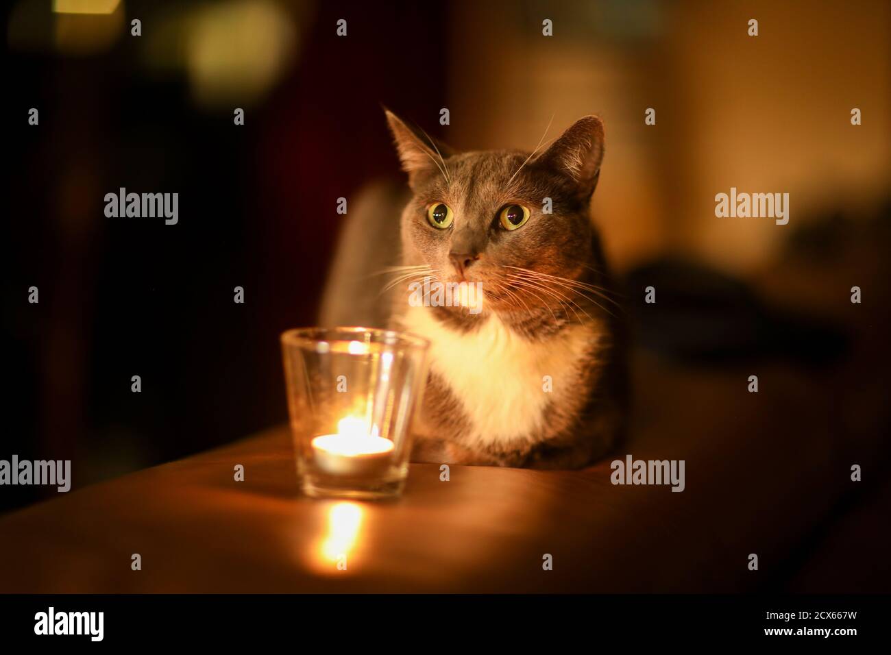Gray cat that looks at the candle. The feeling of comfort. Magical look ...