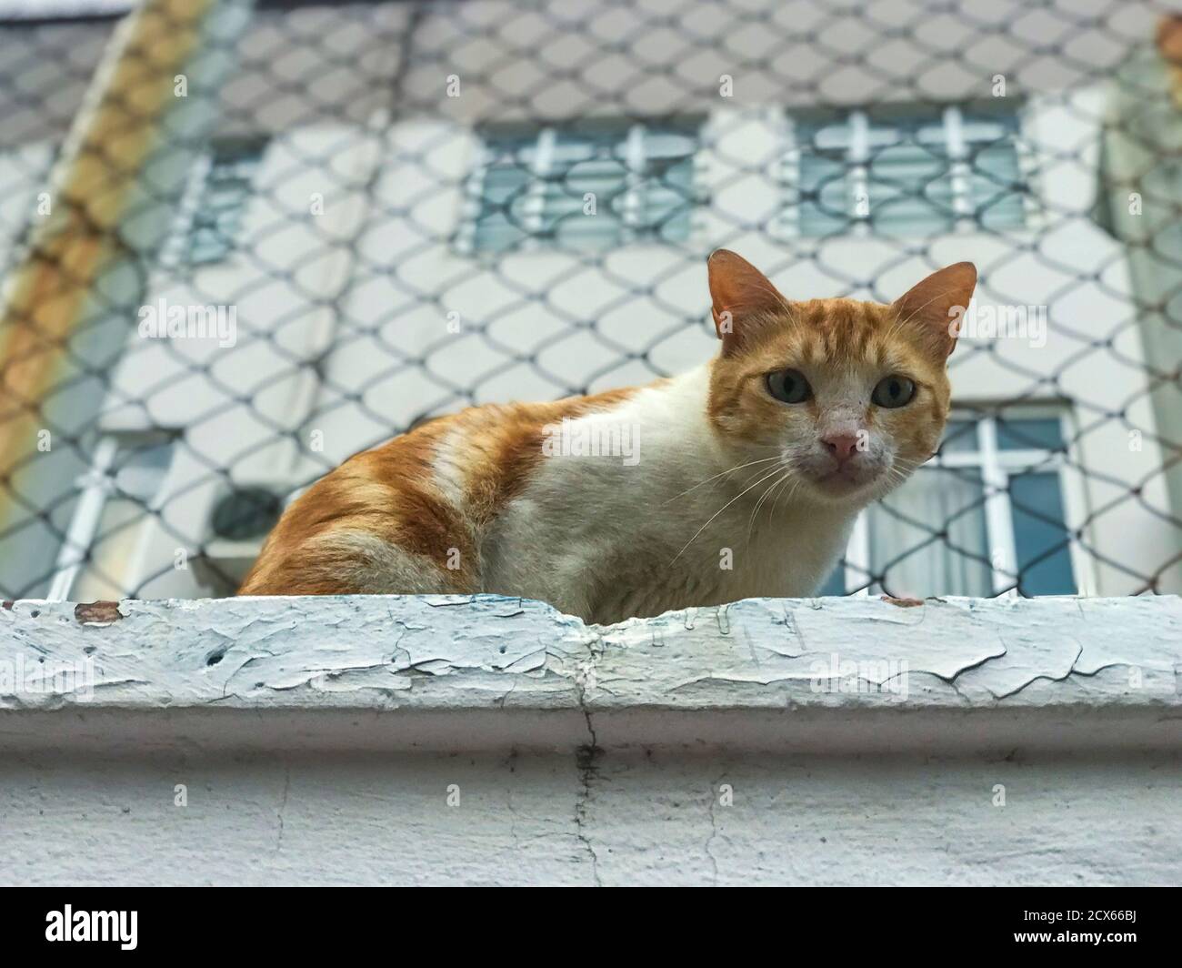Stray cat looking over the wall Stock Photo - Alamy