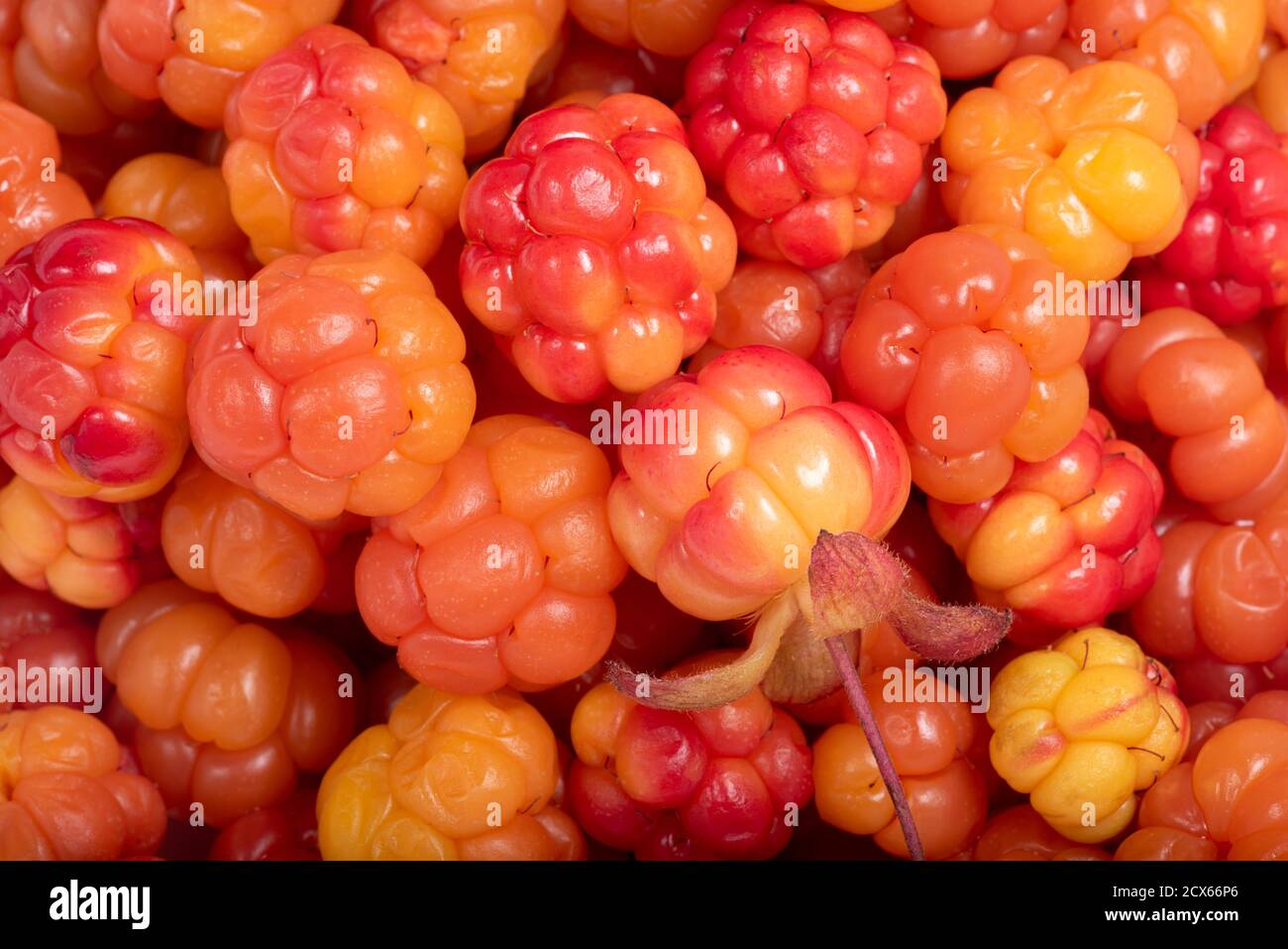 Arctic cloudberry hi-res stock photography and images - Alamy