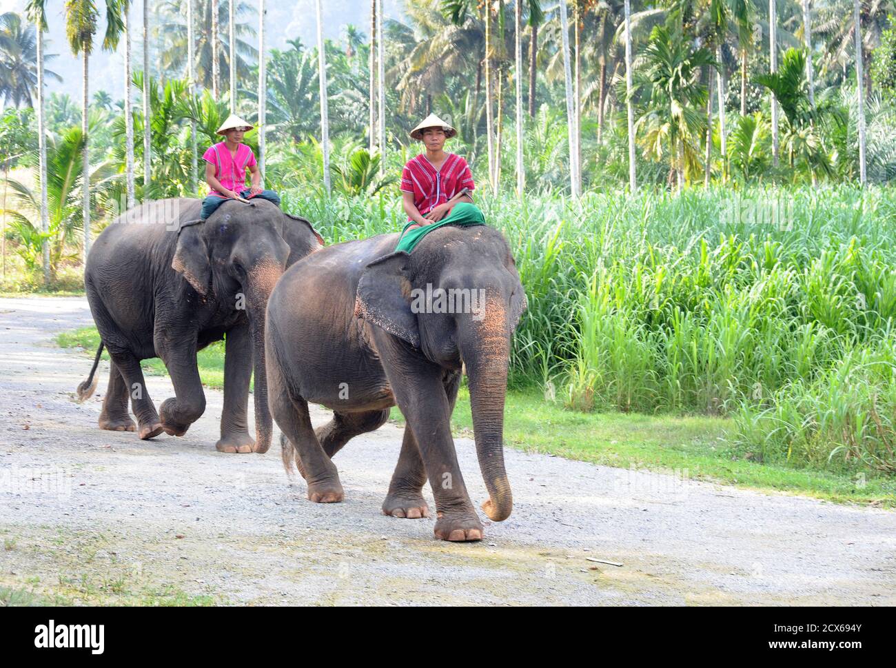 Thai men riding elephants. Khao Sok National Park, Thailand Stock Photo ...