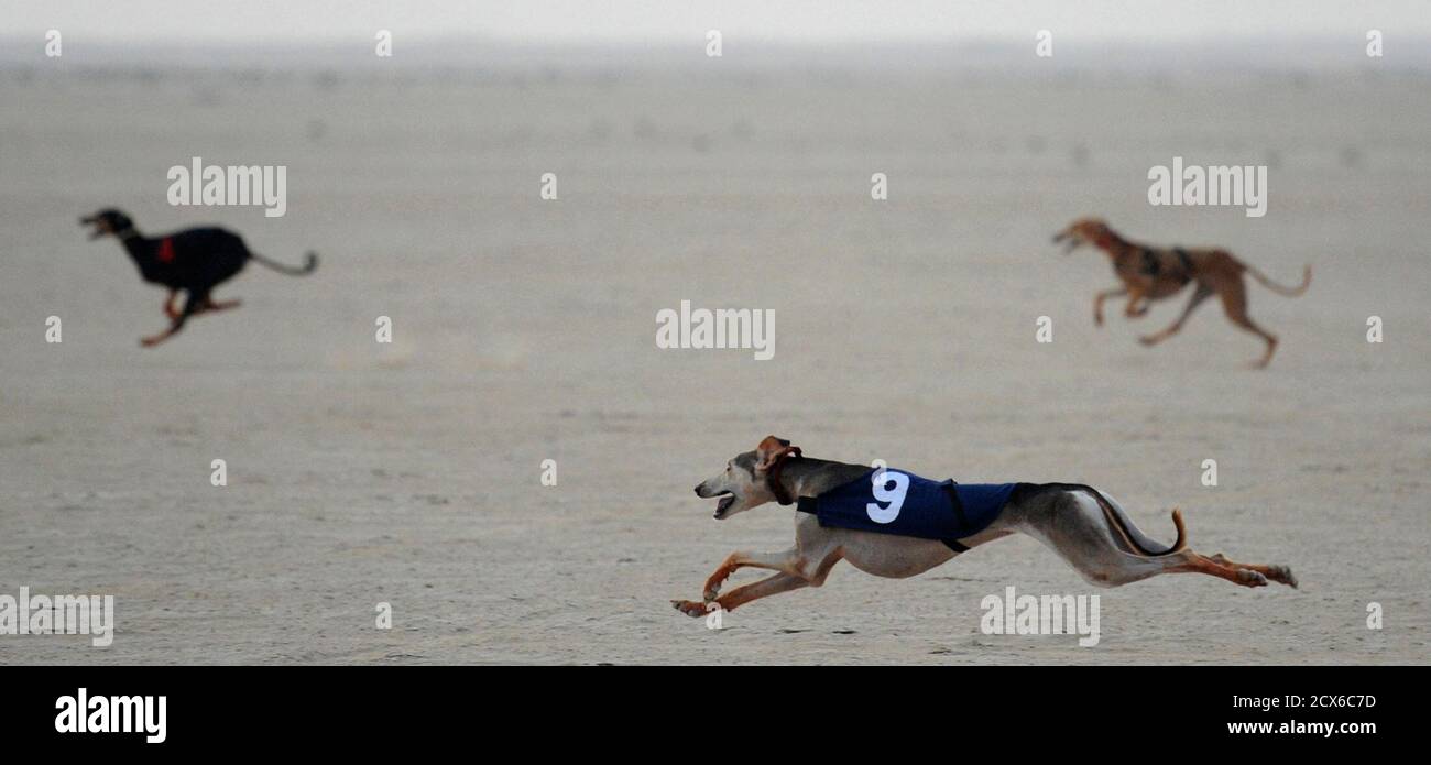 Arabian saluki dogs hi-res stock photography and images - Alamy