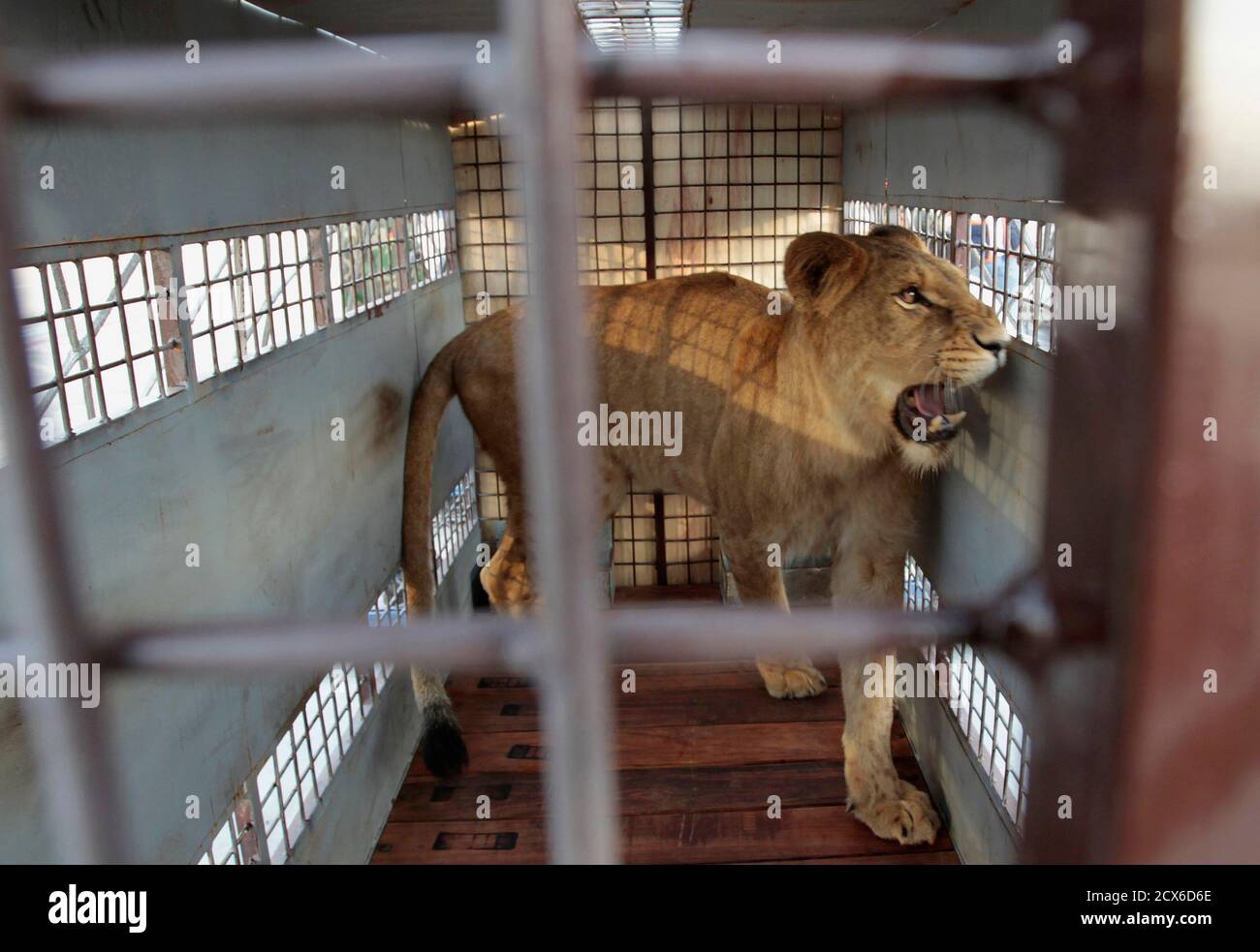 Lions organisation hi-res stock photography and images - Alamy