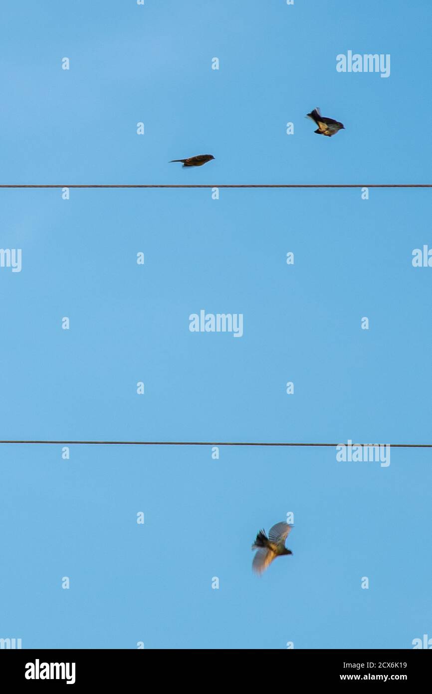 Yellowhammer (Emberiza citrinella) flying on powerline Stock Photo - Alamy