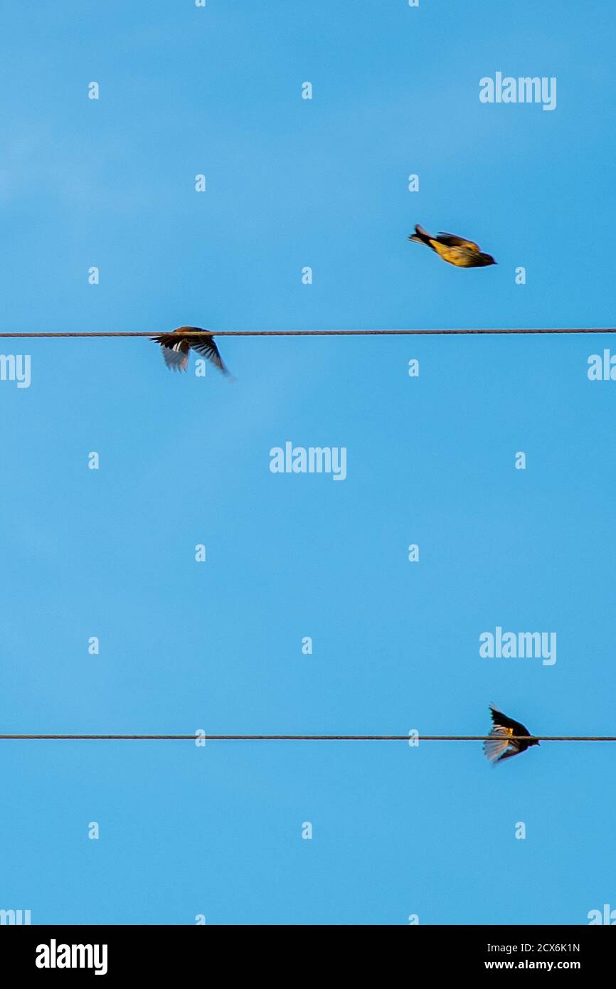 Yellowhammer (Emberiza citrinella) flying on powerline Stock Photo - Alamy