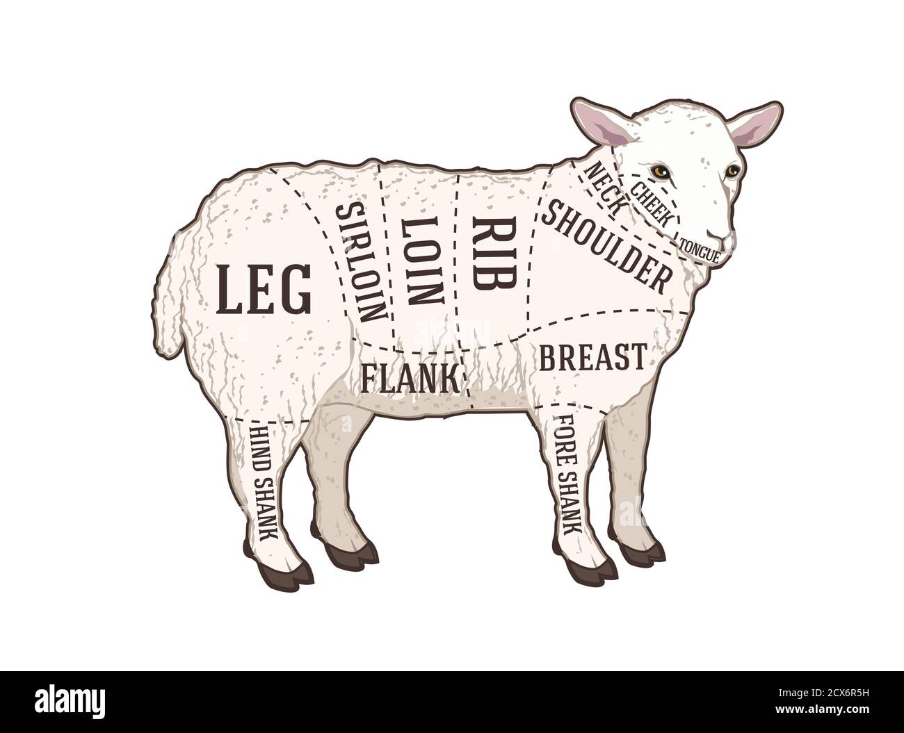 Butcher diagram guide for cutting lamb Stock Vector Image & Art - Alamy