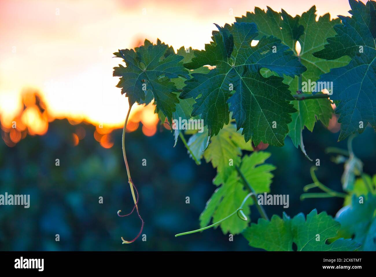 Grape leaves at sunset hi-res stock photography and images - Alamy