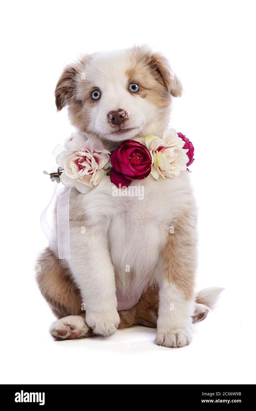Australian Shepherd Puppy with flowers on white background Stock Photo ...