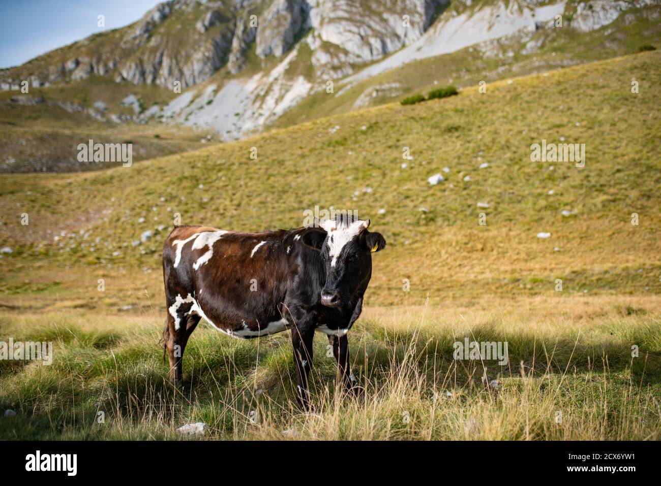Black cow with white spots hi-res stock photography and images - Alamy