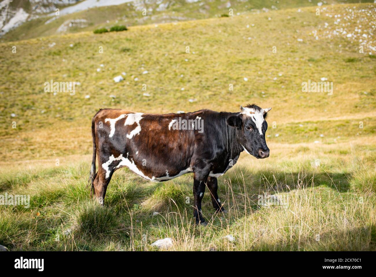Brown cow with white spots in the grass field on top of Durmitor ...