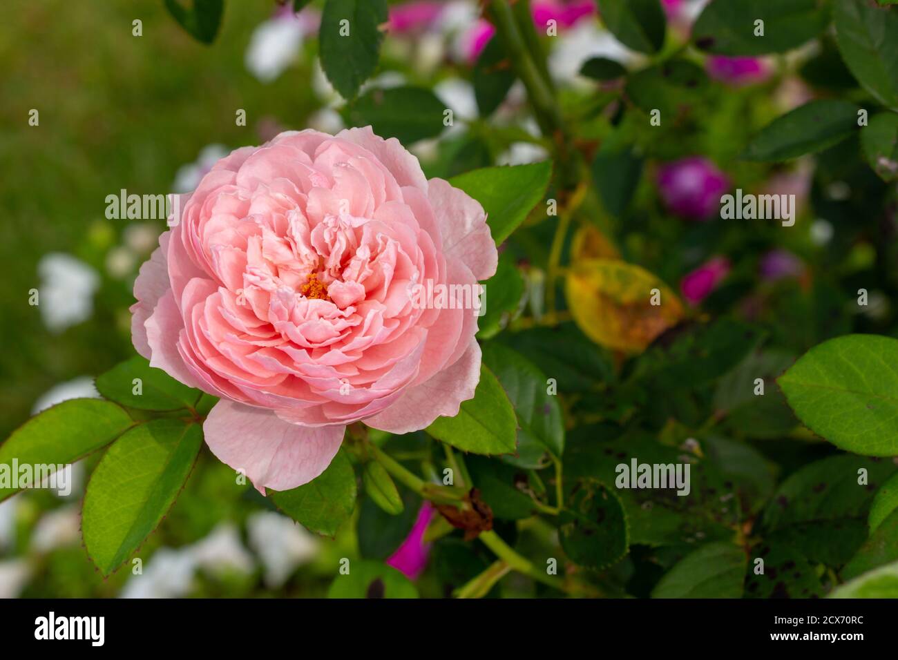 Cabbage Rose High Resolution Stock Photography and Images - Alamy