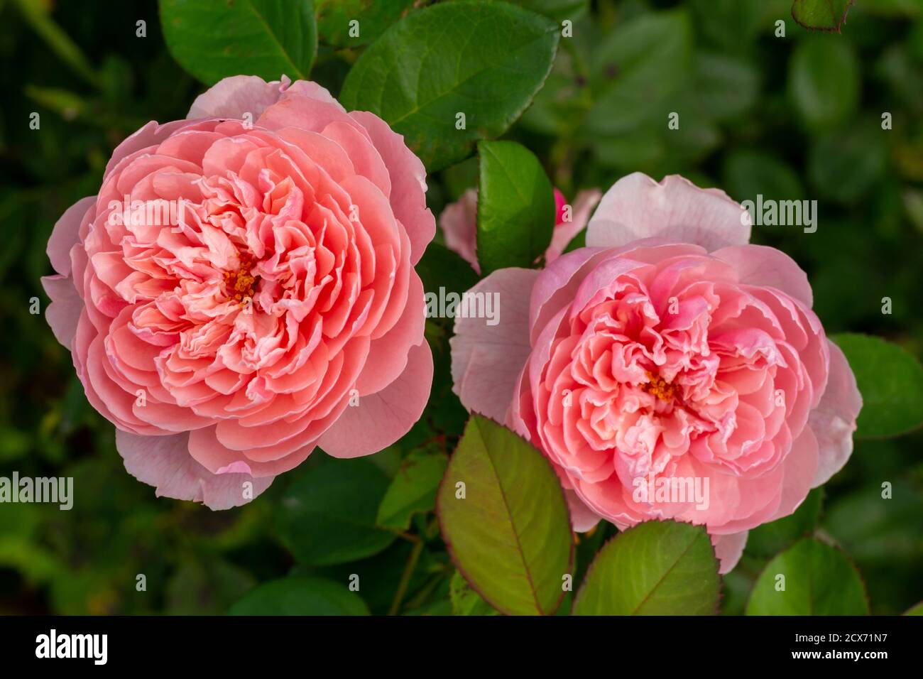 Close up texture view of beautiful pink cabbage rose (rosa centerfolia ...