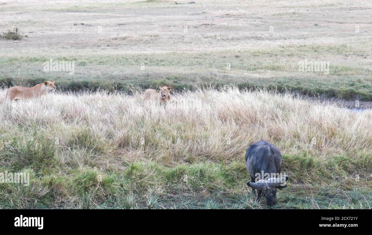 Lion hunting buffalo hi-res stock photography and images - Alamy