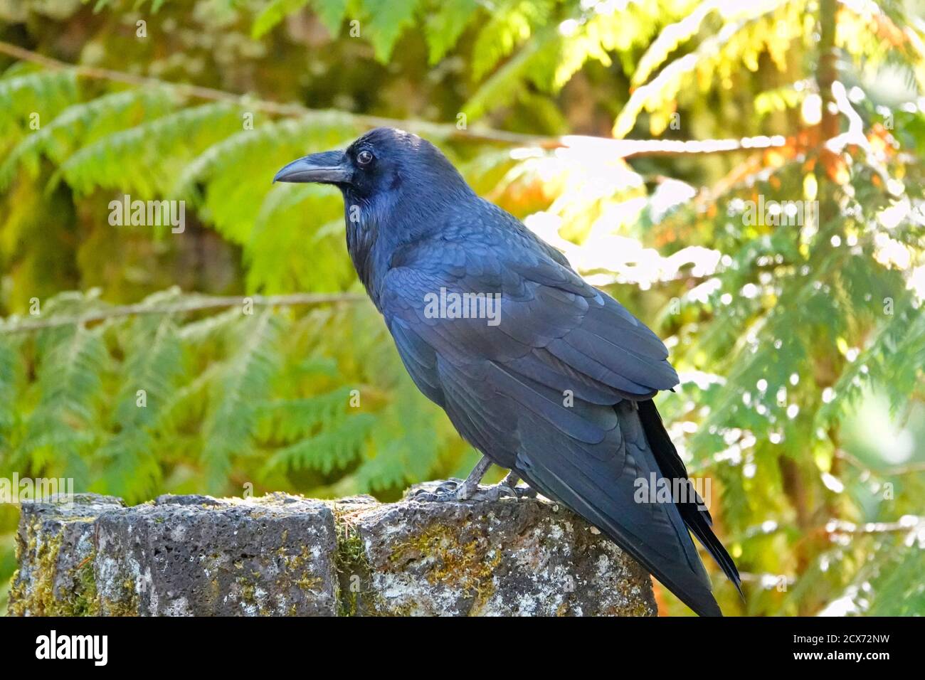 A common raven, Corvus corax, grooming itself in the Cascade Mountains ...