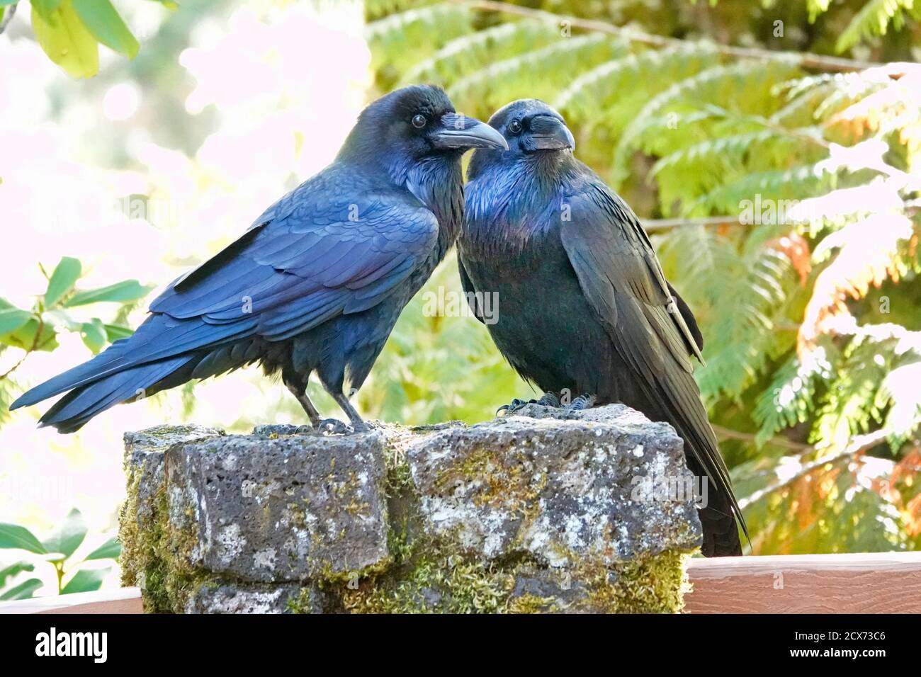 A mating pair of common ravens, Corvus corax, grooming each other in ...