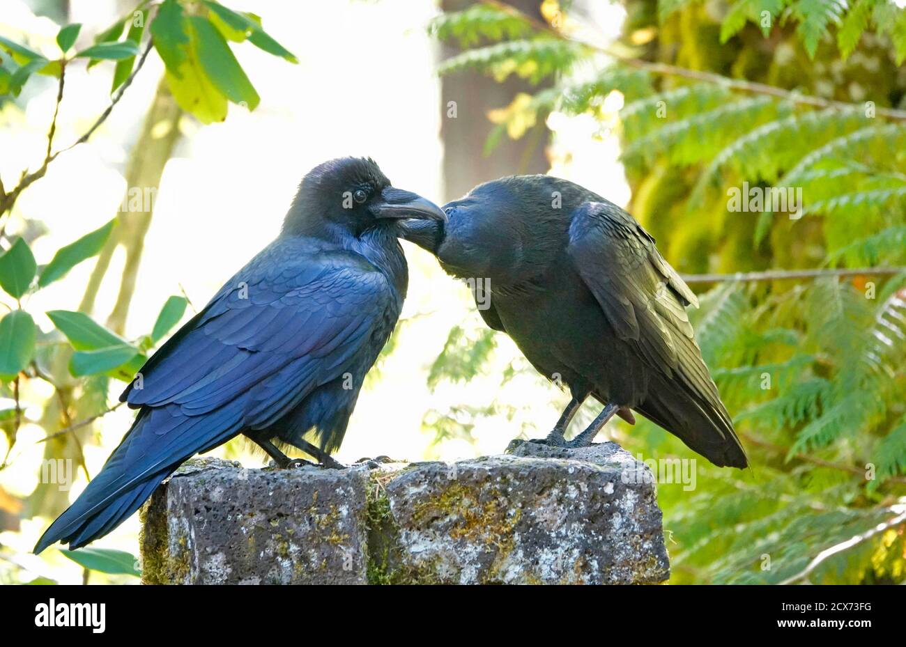Raven communication hi-res stock photography and images - Alamy