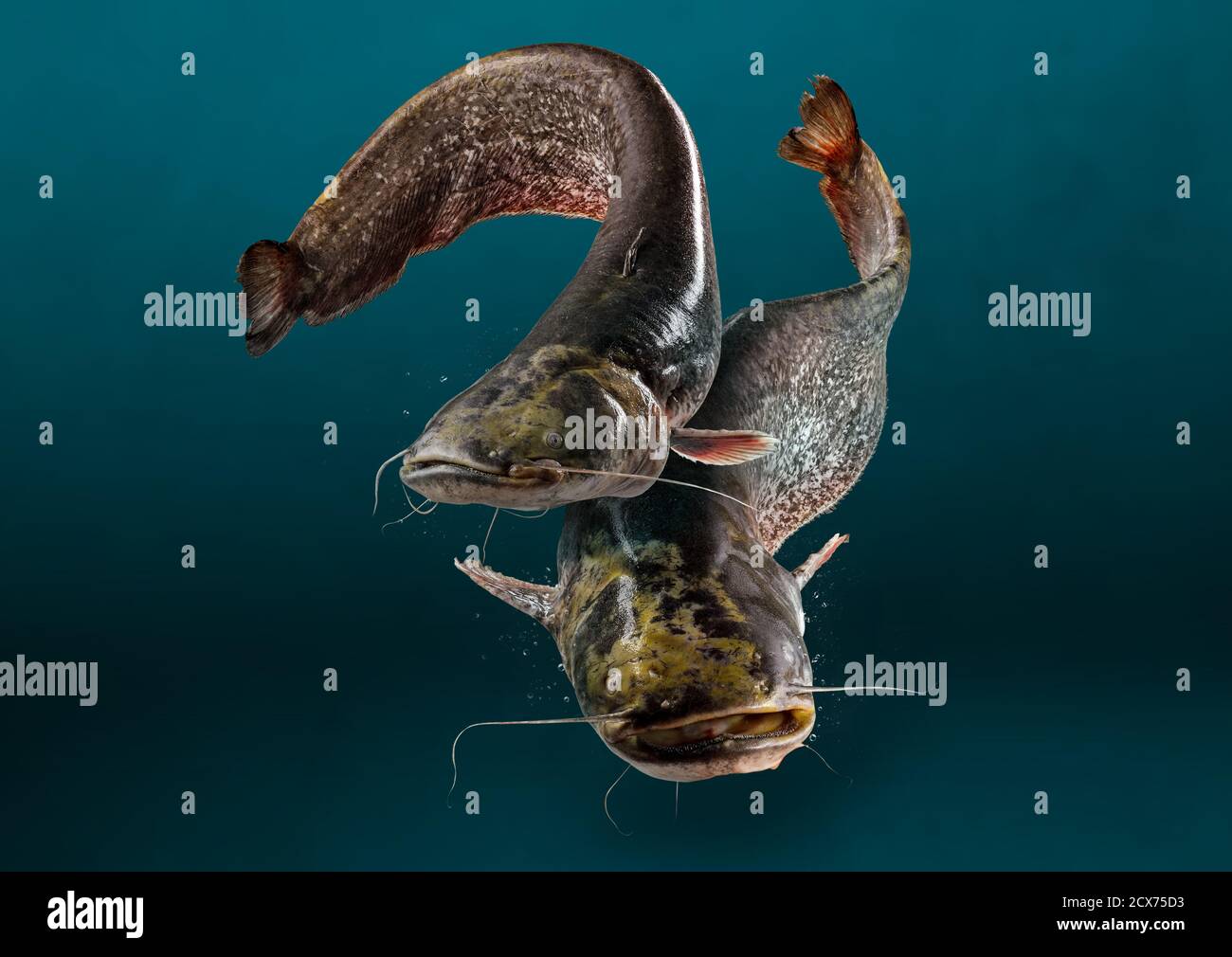 Close up photo of wild river catfish on dark blue background Stock ...