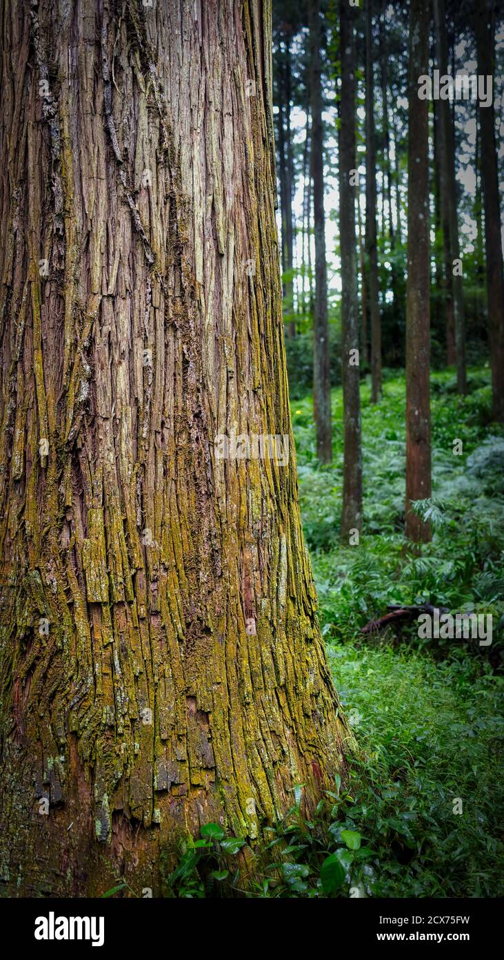 The trunk of a tall tree in a forest near Odawara, Japan Stock Photo ...