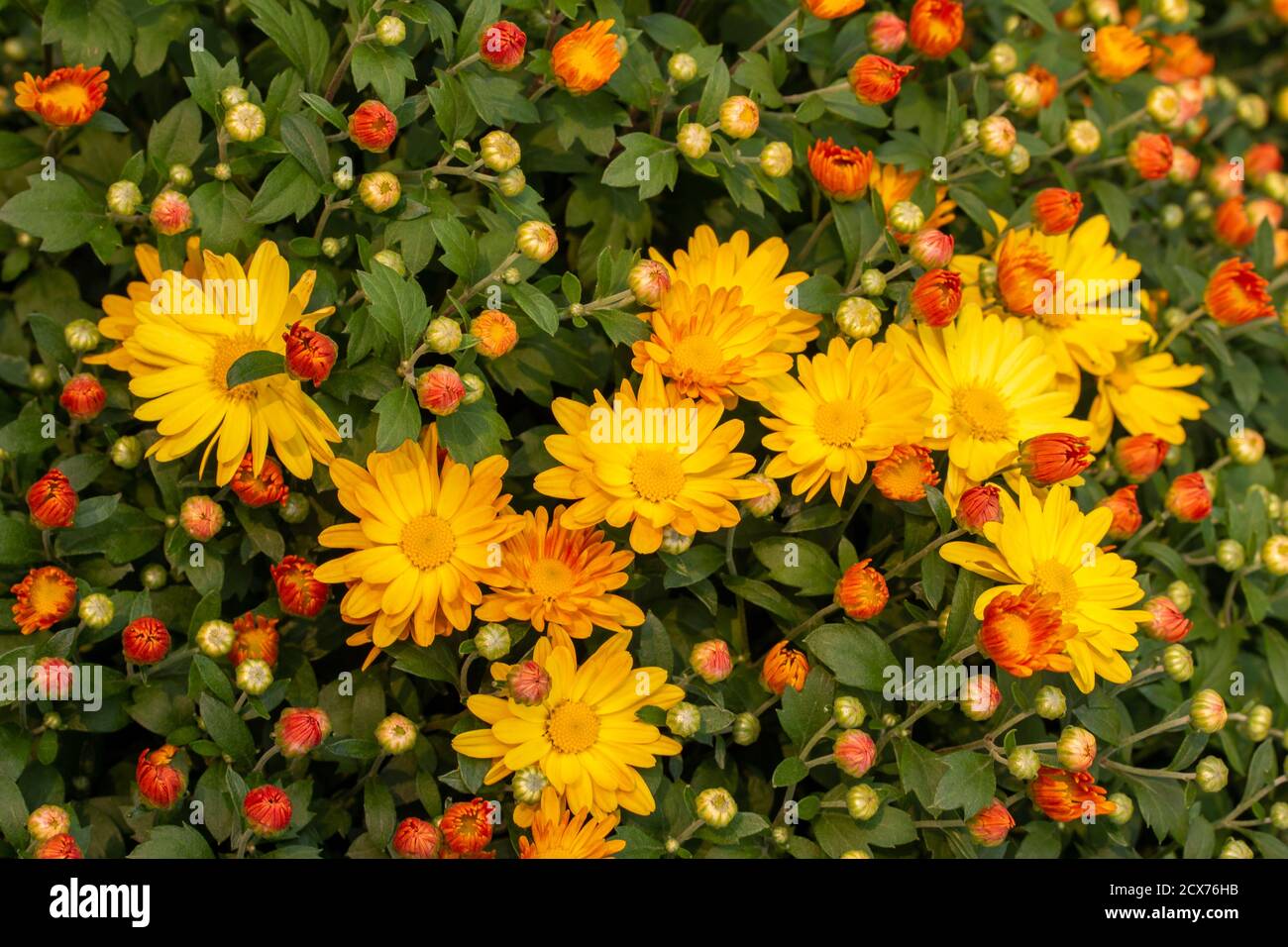 Full frame texture background of colorful blooming Chrysanthemum (mums ...