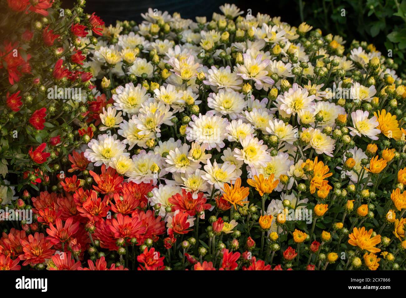 Full frame texture background of colorful blooming Chrysanthemum (mums ...