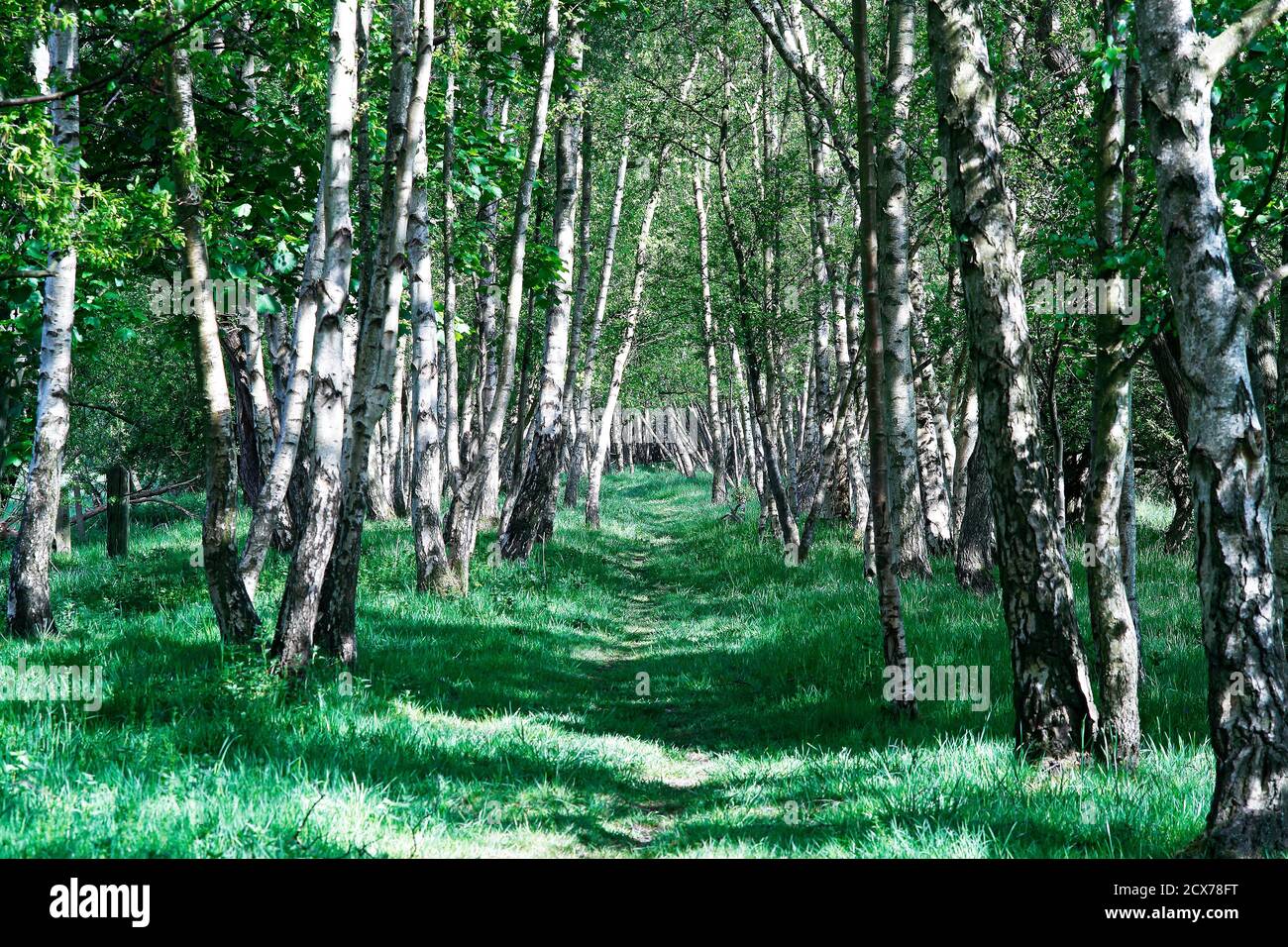 Woodland walk through Silver Birch (Betula pendula) trees in springtime ...