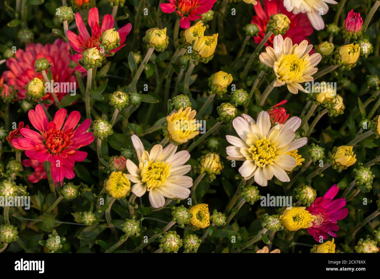 Full frame texture background of colorful blooming Chrysanthemum (mums ...