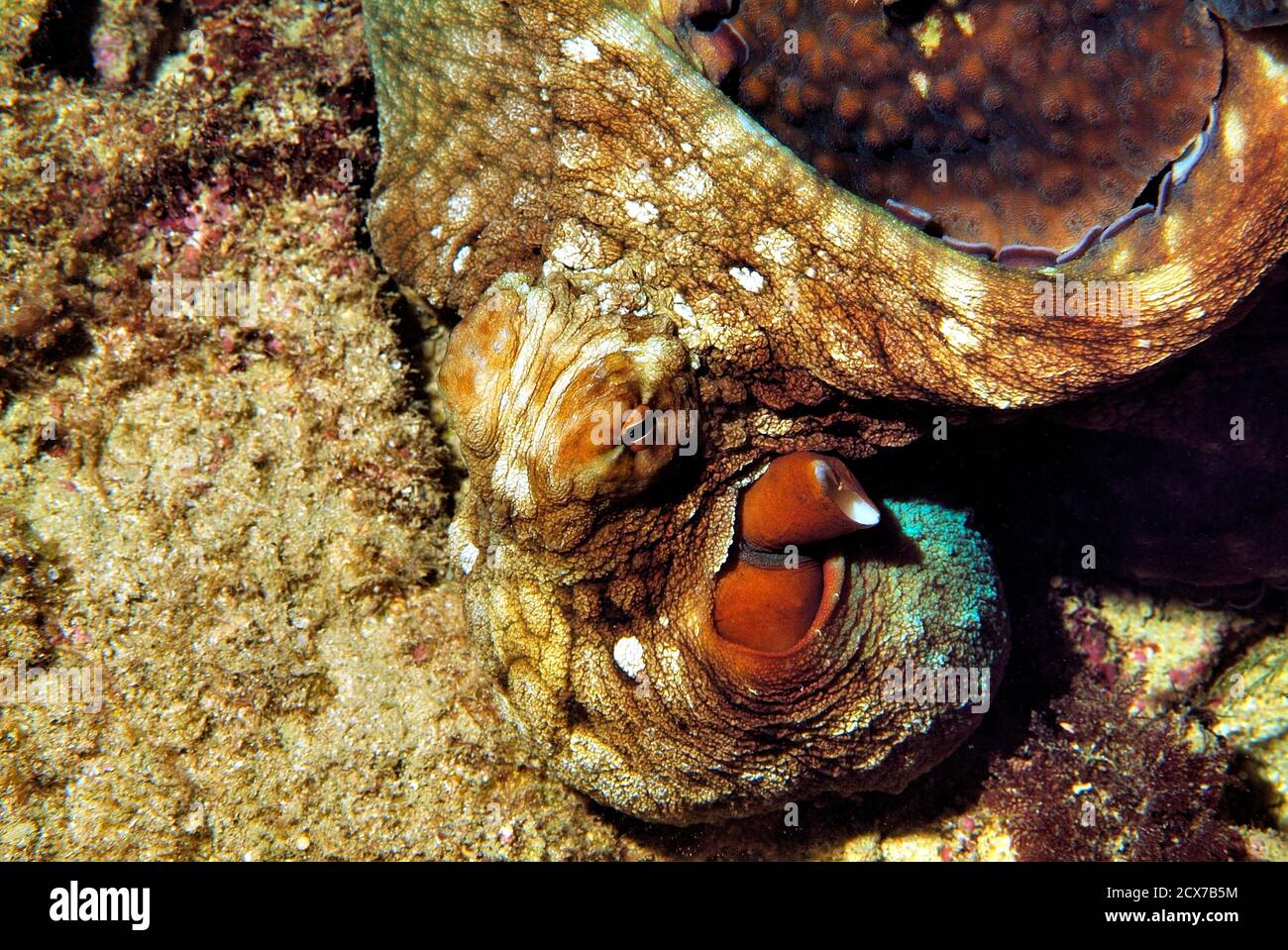 Sunabe Seawall High Resolution Stock Photography and Images - Alamy