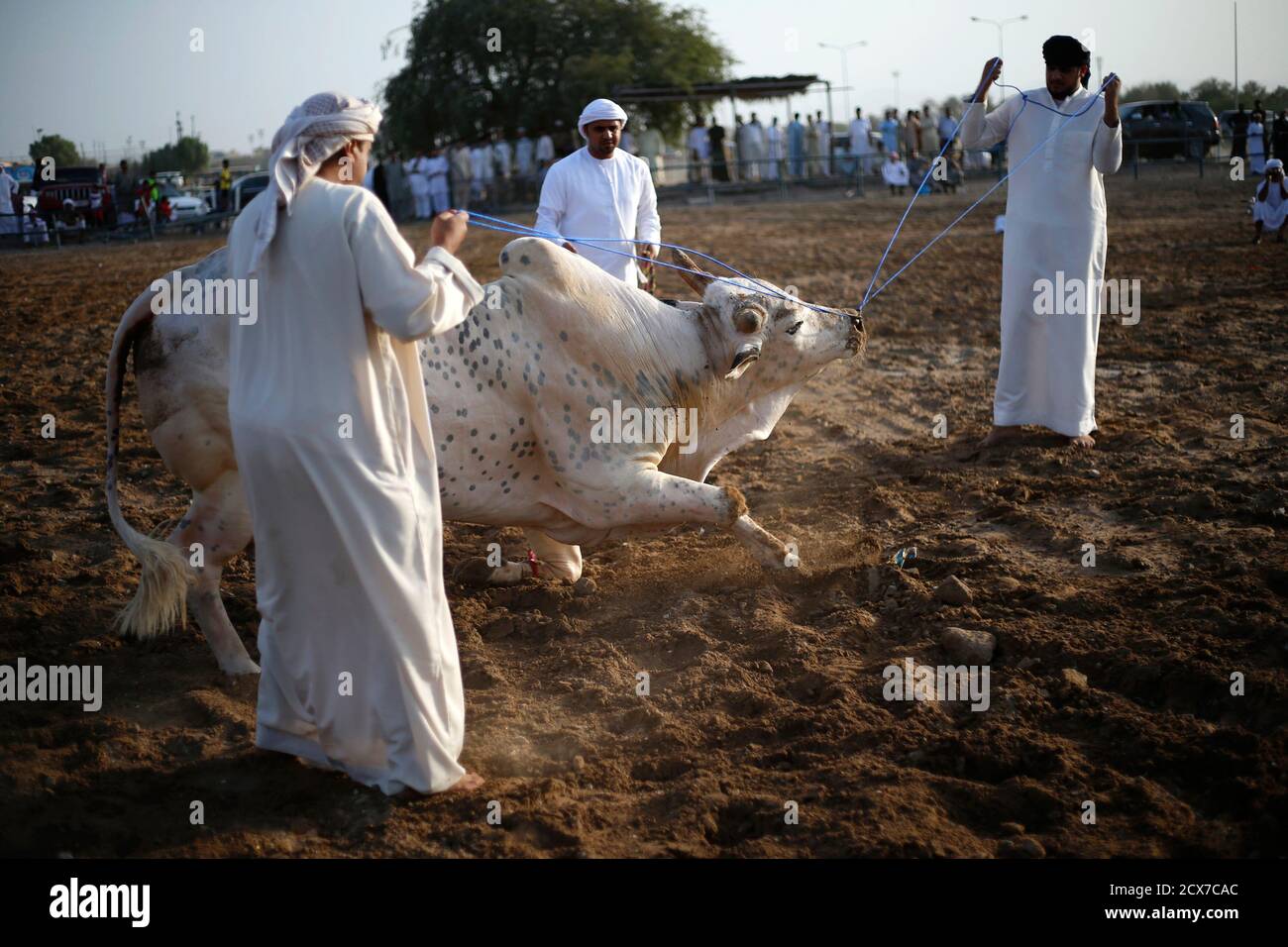 Fujairah bulls hi-res stock photography and images - Alamy