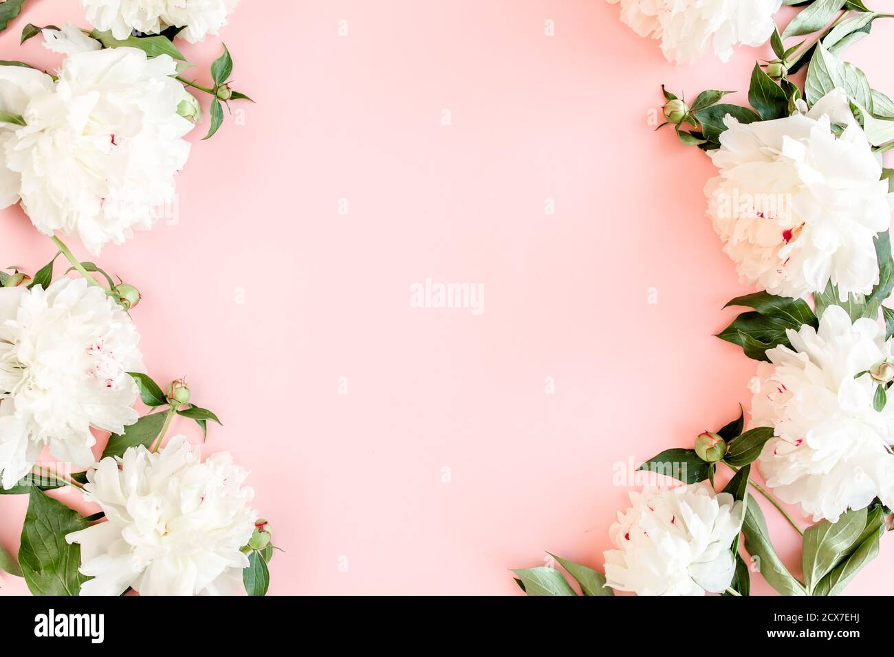 Frame of white peony flowers with space for text on pink background ...