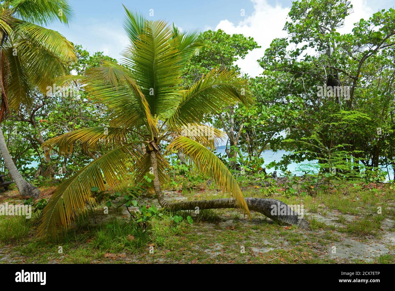 Bent palm tree in Trunk Bay in Virgin Islands National Park at Saint ...