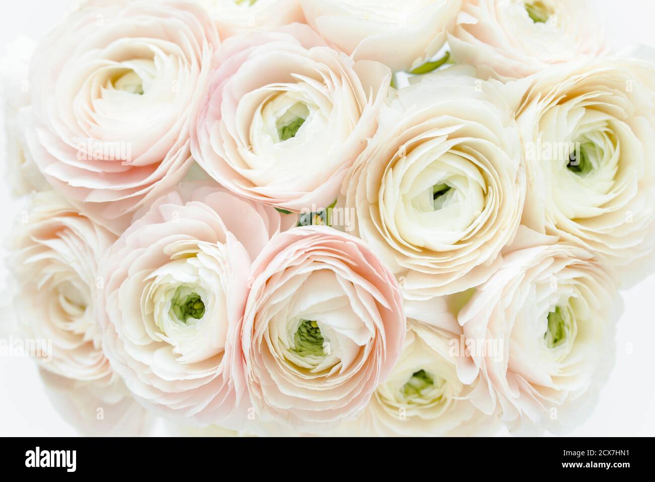 Bouquet, texture of pink ranunculus and roses flower close up. Flat lay ...