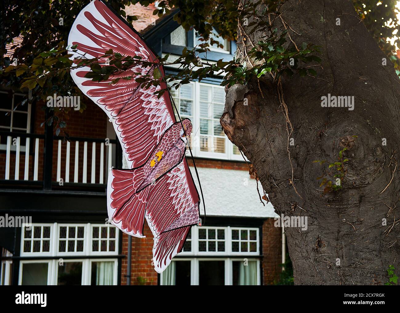Eagle Shaped Kite Stuck In Tree Stock Photo - Alamy