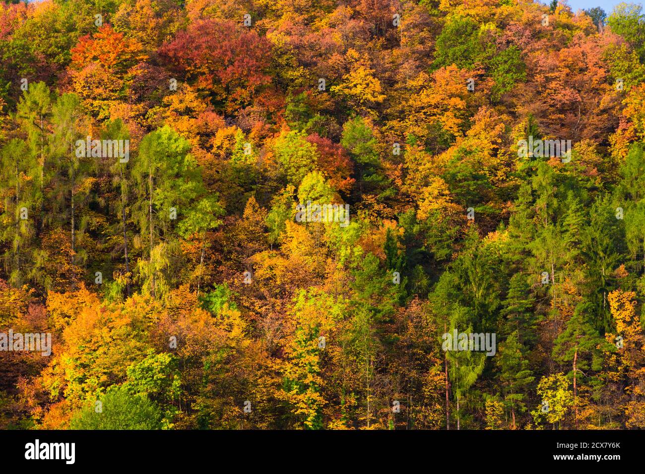 Hill with colorful trees in autumn Stock Photo - Alamy