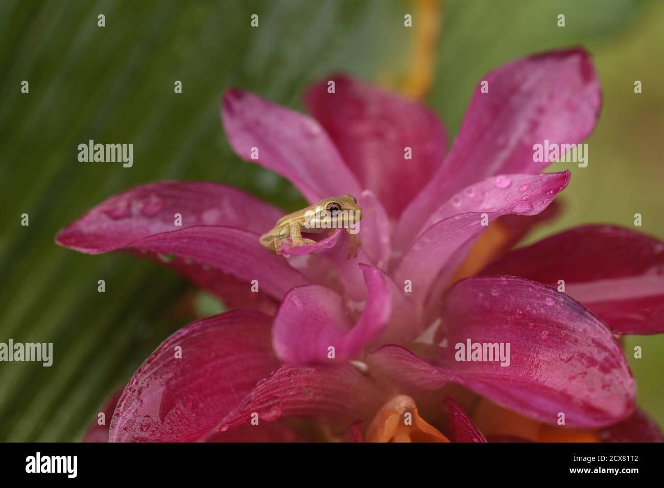 Cute Baby pine woods tree frog Dryphophytes femoralis perched on a red ...