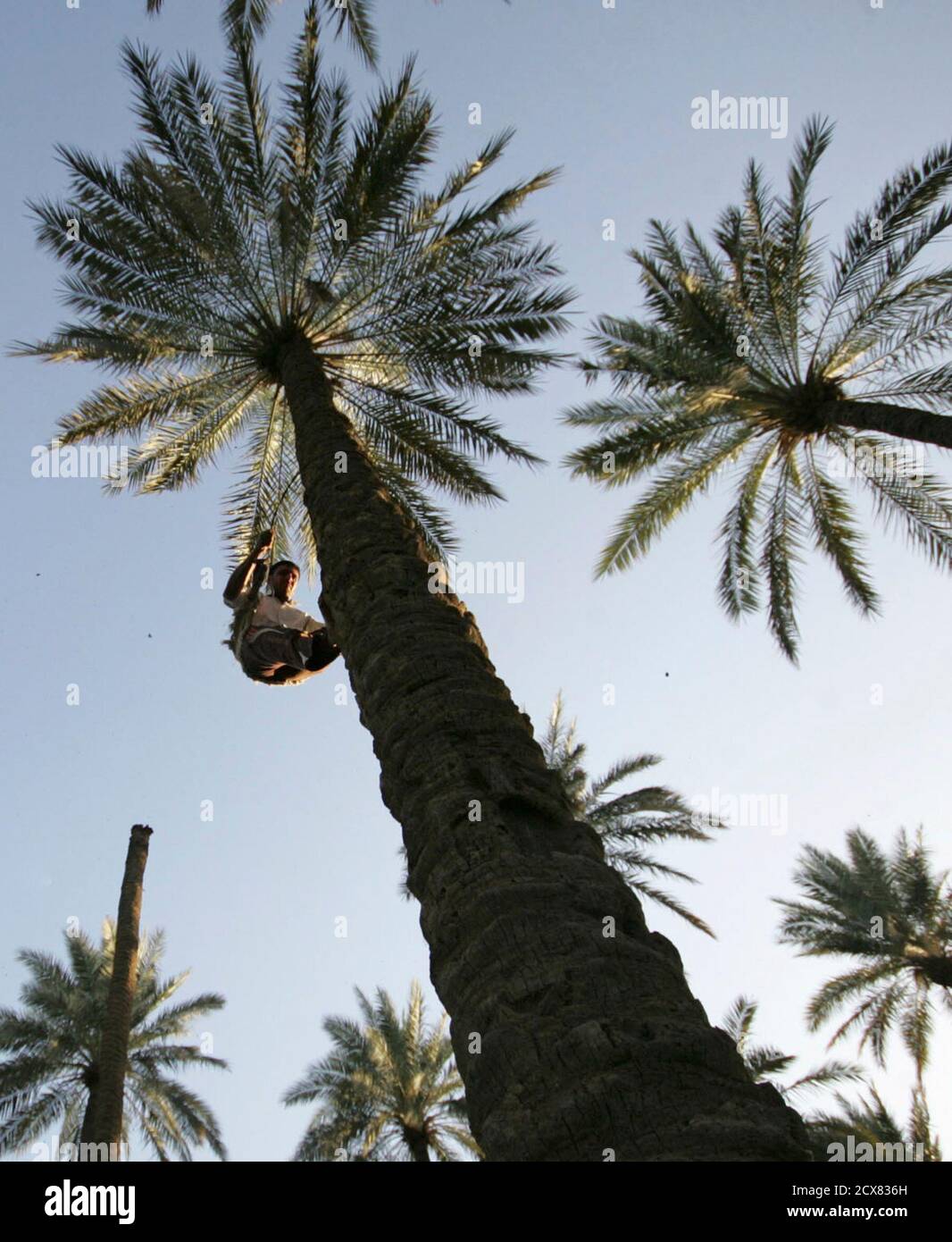 Iran tree of life hi-res stock photography and images - Alamy