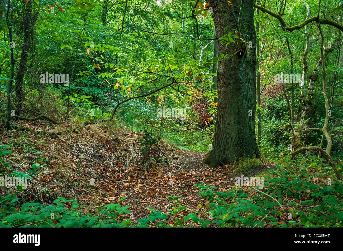 Large tree beside an old 'Q-pit', used in ancient times for producing ...