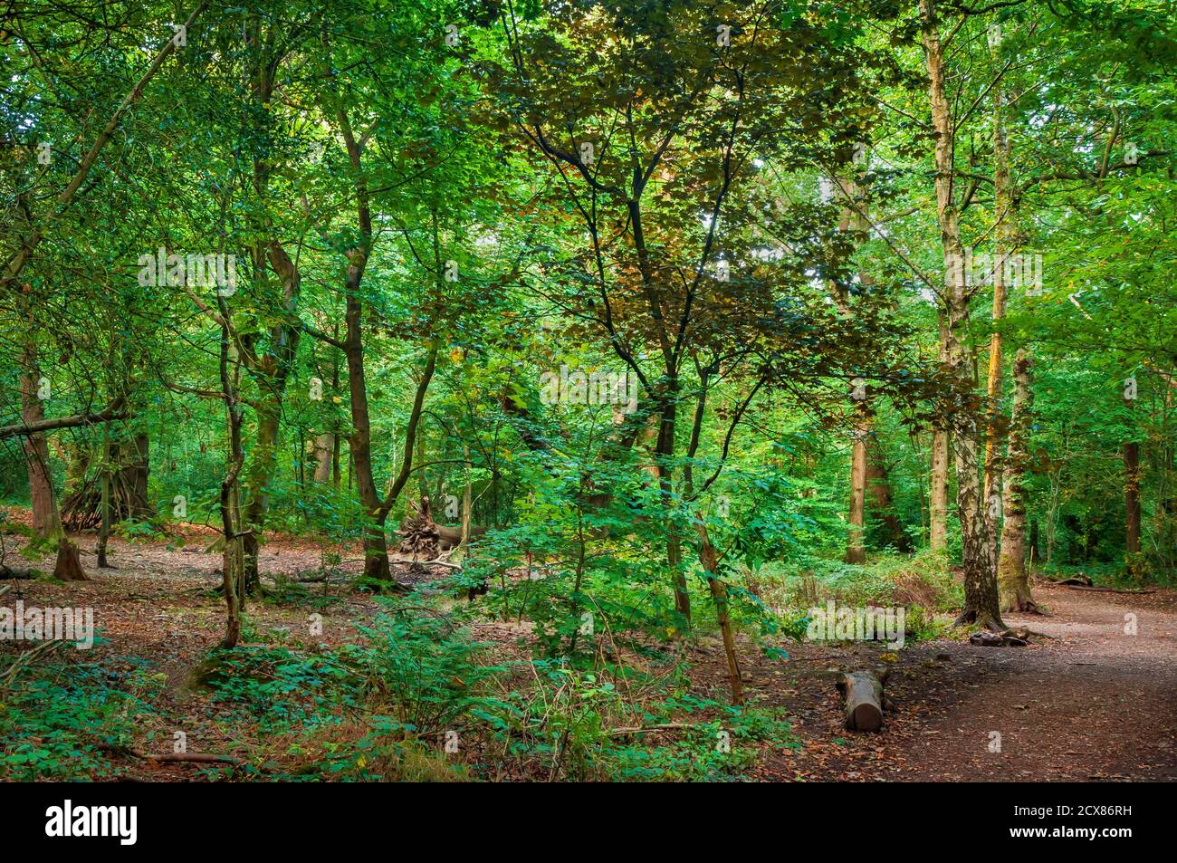 Ecclesall wood sheffield hi-res stock photography and images - Alamy