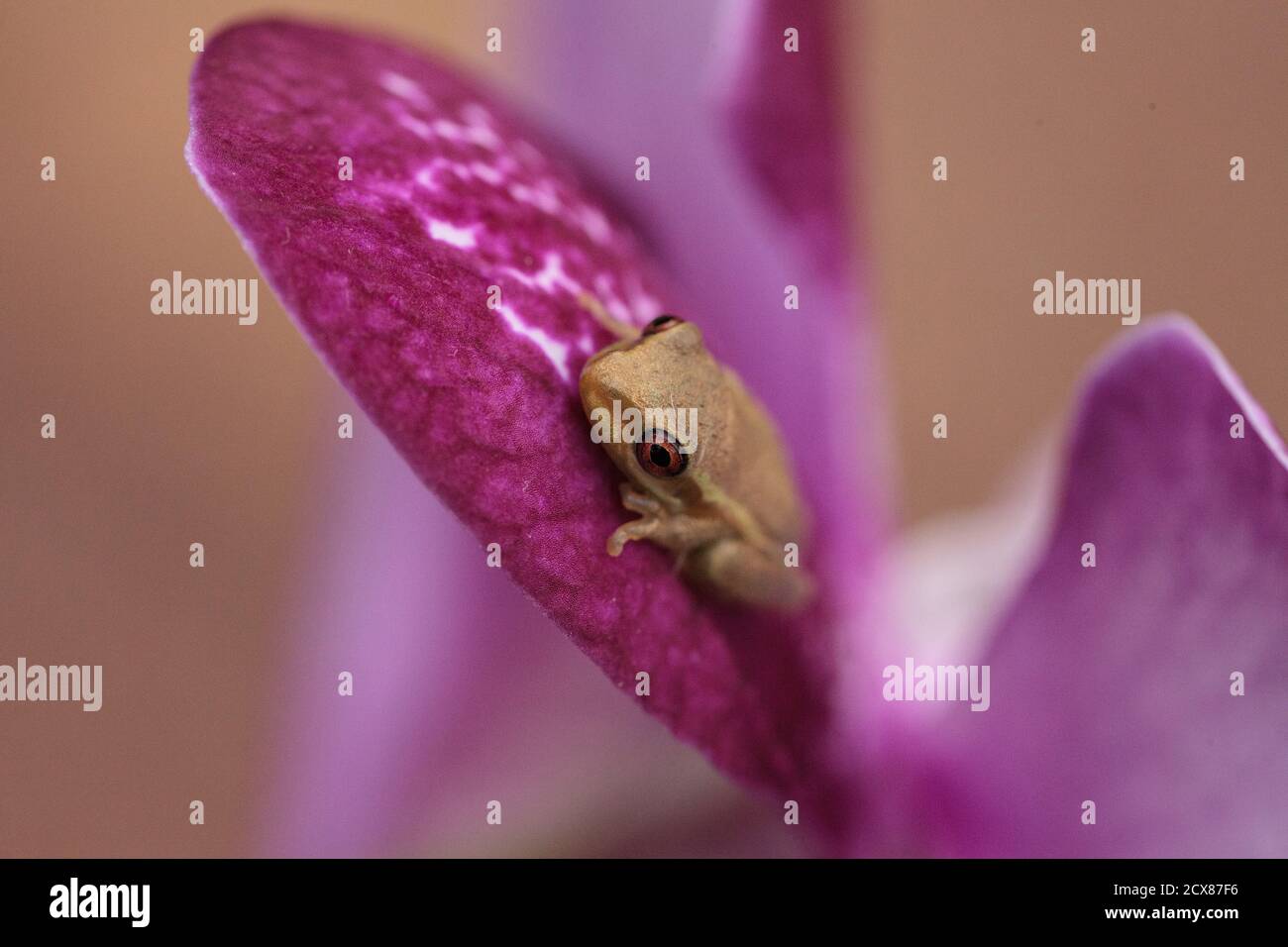 Green Baby pine woods tree frog Dryphophytes femoralis perched on an ...